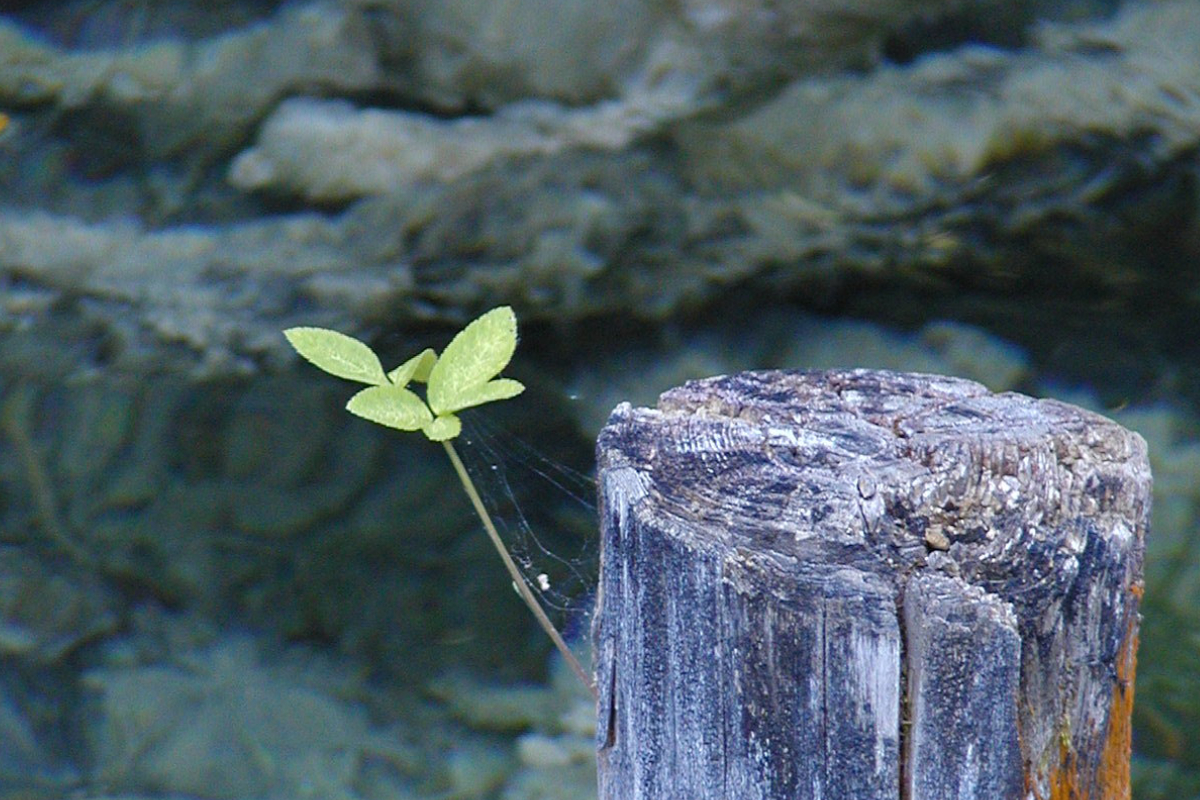 The Branch from Jesse – Crabtree Church Harpenden
